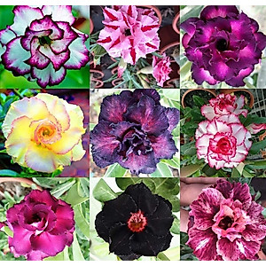 CHUXAY GARDEN Mixed Adenium Obesum-Sabi Star,Kudu,Mock Azalea,Impala Lily,Desert Rose 10 Seeds Popular Bonsai Succulent Plants Striking Landscaping Plant Gardening Gifts Easy to Grow & Maintain