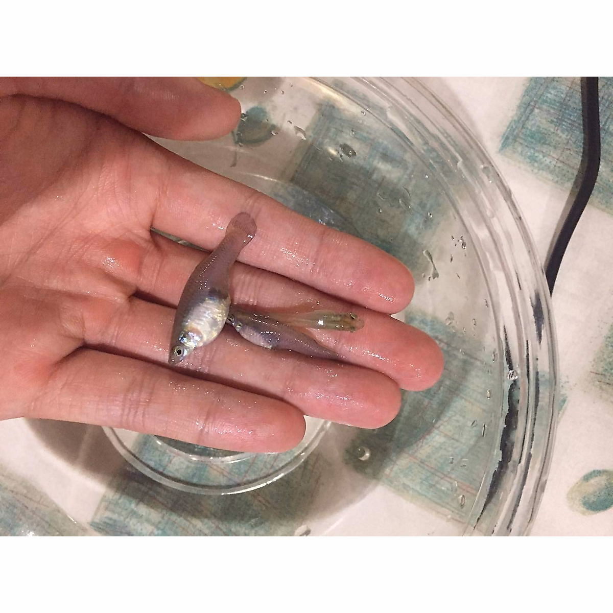 Beauty Yi 20+ Live Gambusia Mosquito Fish Aquarium Pond Feeder Fish Guppy Pet Guppies Bait (Guaranteed to Have Adult Male and Female!!)