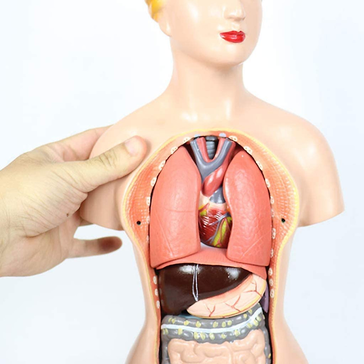 KINOFU Educational Model, Assembly Educational Model 45Cm Torso Model Human Torso Anatomical Model Decomposable Human Internal Organ Science Model for School,Education Teaching Aids