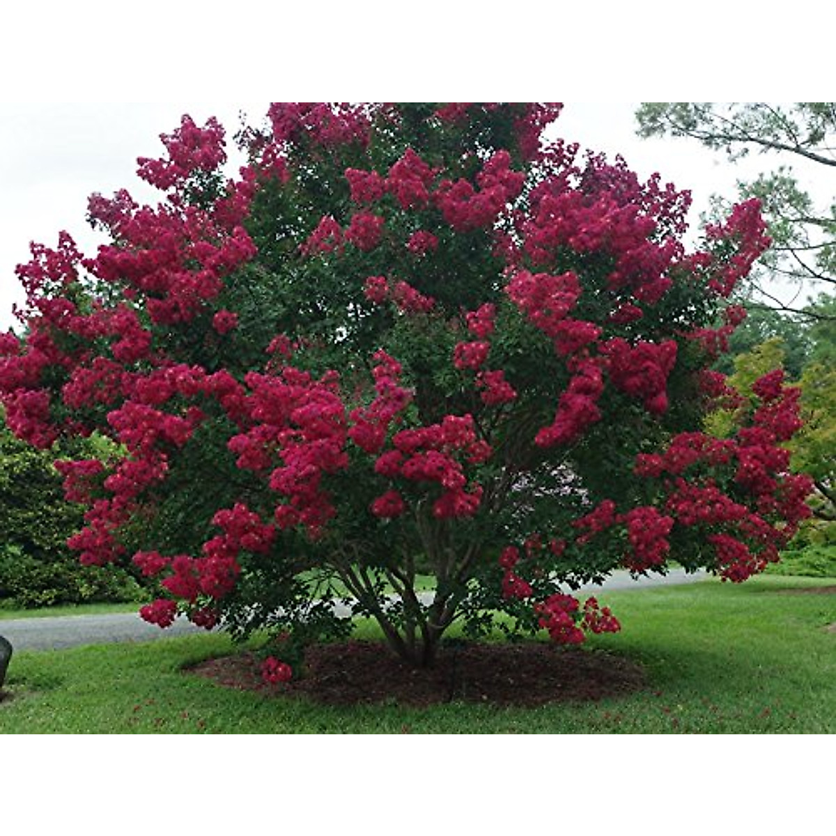 Centennial Spirit Crape Myrtle, Pack of 5, Bright Red, Matures 14'-16' (2-4ft Tall When Shipped, Well Rooted with Pot in Soil)