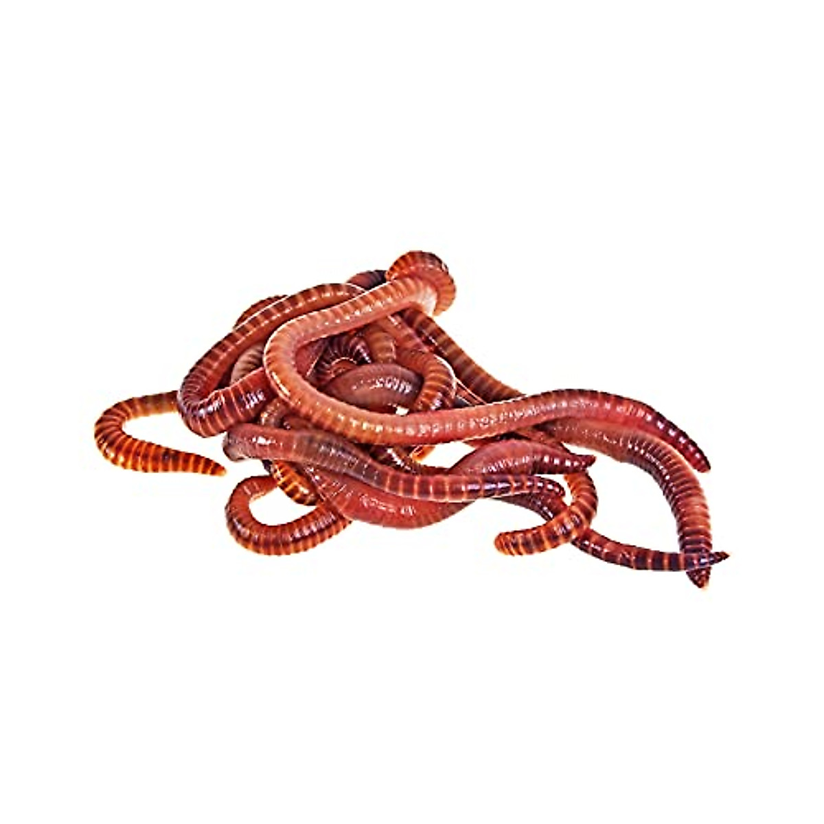 Best Value! 2000+ Red Wigglers Composting Worms Perfect for Worm Composting with Guaranteed Live Delivery Approximately 2 Pound Live Red Wiggler Worms Fast Delivery! (2000)