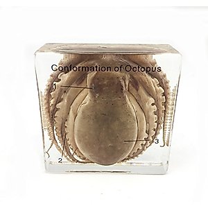 Octopus Specimen（3" x 3" x 1"）
