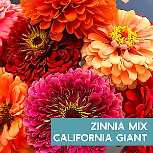 Zinnia Seeds for Planting Outdoors - ~1,500 California Giant Mix Zinnia Seeds - Beautiful 4' Tall Wildflower Blossoms - Zinnia elegans Pollinator Seed Mix - Bright, Cheerful Annual Flower Seed Packets