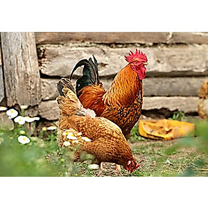 HANDPOINT 11 lbs Dried Mealworms, 100% Non-GMO Natural High-Protein,Treats for Chicken, Fish, Bird Food(11LB)