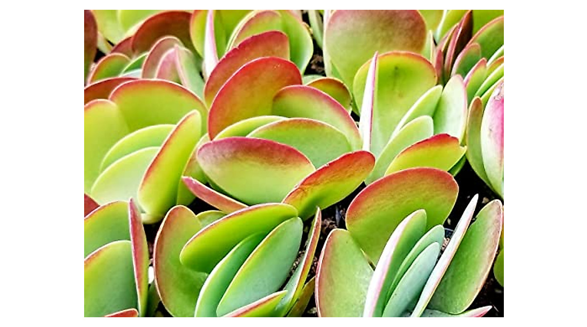 Fat Plants San Diego Premium Cacti & Succulent Soil | Optimal Drainage ...