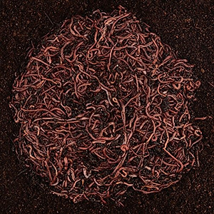 Uncle Jim's Worm Farm Red Wiggler Live Composting Worms Mix for Garden Soil or Fishing | Pack of Compost Worms Improves Soil Structure and Quality for Healthier Gardens | 500 Count