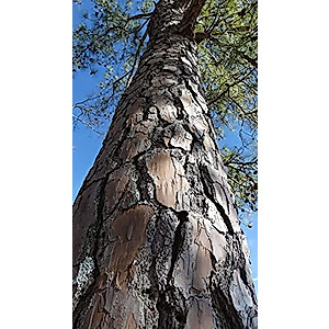 Loblolly Pine Tree | 3 Live Plants | Pinus Taeda | Fast Growing Stately Shade Tree