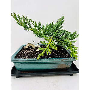 Juniper Bonsai Tree with Green Through 8" Rectangle Ceramic Vase