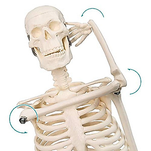 2023 Newest Design Human Skeleton Model for Anatomy,17.7“ High Scientific Anatomy Human Body Model,with Movable Arms and Legs Bones Structures,Whole Spine and Ribs of The Skeleton Model are Integrated