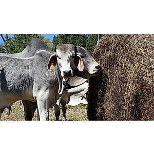 Texas Haynet Livestock Round Bale Hay Net