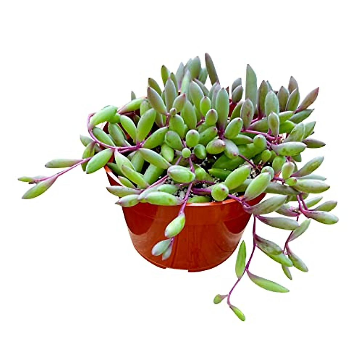 Live Succulent 4" Othonna Capensis Ruby Necklace, Succulents Plants Live, Succulent Plants Fully Rooted, House Plant for Home Office Decoration, DIY Projects, Party Favor Gift by The Succulent Cult