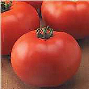 Old Fashioned Goliath Tomato Seeds (20+ Seeds) | Non GMO | Vegetable Fruit Herb Flower Seeds for Planting | Home Garden Greenhouse Pack