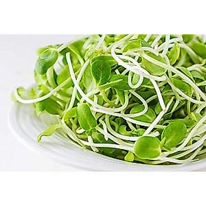 Nature Jims Sprouts Sunflower Seeds - Certified Organic Black Oil Sunflower Sprouts for Soups - Raw Bird Food Seeds - Non-GMO, Chemicals-Free - Easy to Plant, Fast Sprouting Sun Flower Seeds - 8 Oz