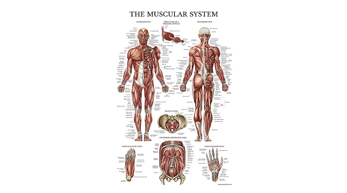 Muscular System Poster - Durable Anatomical Chart for Education