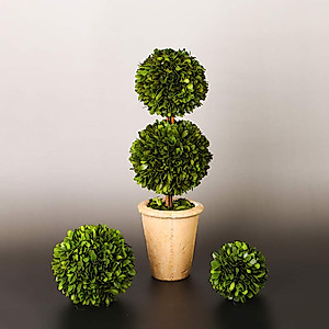 Boxwood VALLEY Real Preserved Boxwood Evergreen Potted Tree Globe Tree Topiary in Terracotta Planter, Home Decor Farmhouse (Double Balls Topiary, 20 inches)