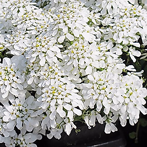 Iberis Sempervirens Seeds Evergreen Candytuft Perennial Ground Cover Showy Attracts Butterflies Drought Tolerant Deer Resistant Rock Garden Outdoor 100Pcs Flower Seeds by YEGAOL Garden