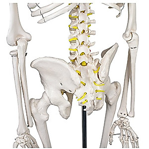 ZENY Life Size 70.8" Human Anatomical Anatomy Skeleton Model with Stand, Scientific Anatomy Human Body Model for Study