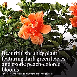 AMERICAN PLANT EXCHANGE Hibiscus Live Plant, 3 Gallon, Black, Green and Orange