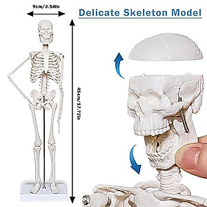 breesky Human Heart Torso and Skeleton Model 3D Model Study Tools for Anatomy and Physiology Students Sets of Three Human Anatomy Models Sciences Learning Kit for Kids