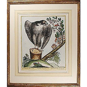 Le Faucon Pelerin mΓle [Male Peregrine Falcon]