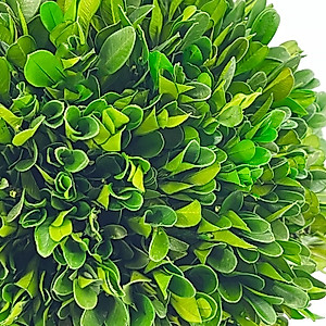 Galt International Preserved Natural Boxwood in Ceramic Pot - Plant and Table Centerpiece - Stunning Greenery and Plant Decor for Home - Blue & White - 9.5” Tall