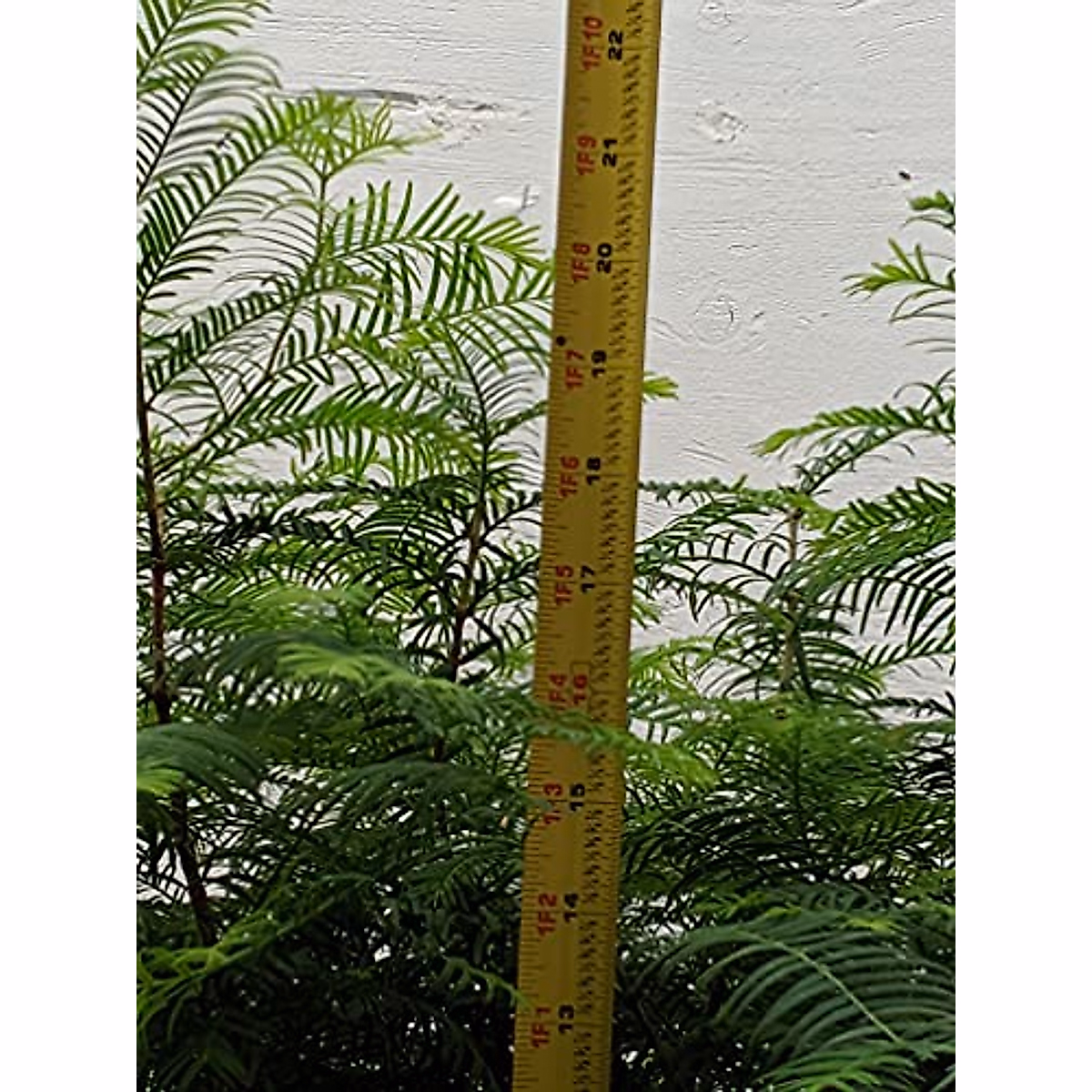 Redwood Forest Specimen Bonsai Tree