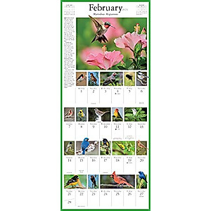 Audubon Songbirds and Other Backyard Birds Picture-A-Day Wall Calendar 2021