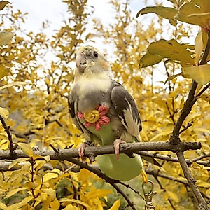 Bird Diaper Harness Flight Suit Clothes with Flying Leash for Parrots Cockatiel Pet Birds, Parrot Clothes, Bird Training Nappy Suit Liners Clothes (Medium,Green)