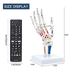 Winyousk Human Hand Model with Articulated Joints for Natural Movement, Show Muscle Start and End Points，Hand Skeleton Model Showing Ulna and Radius