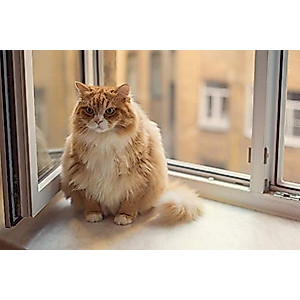 Dry Skin Care for Cats - Best Healthy Hair and Coat Supplement for Cats - Advanced Complex - Nail Health - cat Vitamin b Supplement - 3 Bottles (180 Tablets)