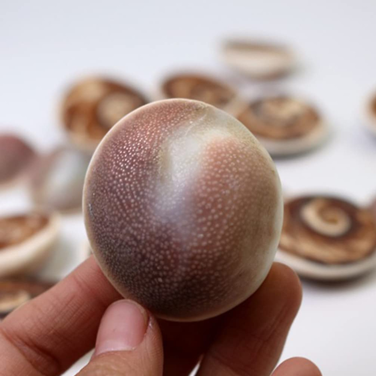 Scicalife 100g Sun Shell Fossil Stone Paleontology Fossil Stones Specimen Ornaments for Basic Paleontology Biological Science Education