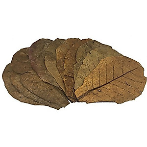 Awesome Aquatic Jumbo Betta/Shrimp Leaves 10 Premium Catappa Indian Almond Leaves Jumbo 7"-9" in Natural Habitat Tannin Producing Improves Immunity, Easy to USE…
