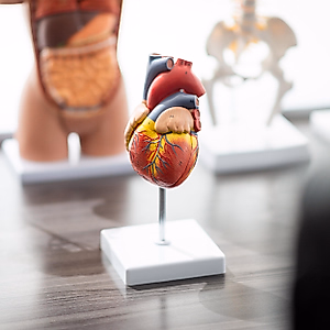 MonMed Anatomical Heart Model, Human Heart Anatomy Model – 2 Part Heart Models Anatomy Life Size Medical Heart Model