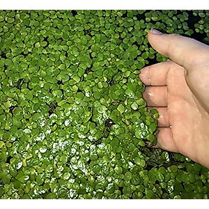 40+ Giant Duckweed (Spirodela polyrhiza) Live Floating Plants for Aquarium or Pond by TMDFishKeeping