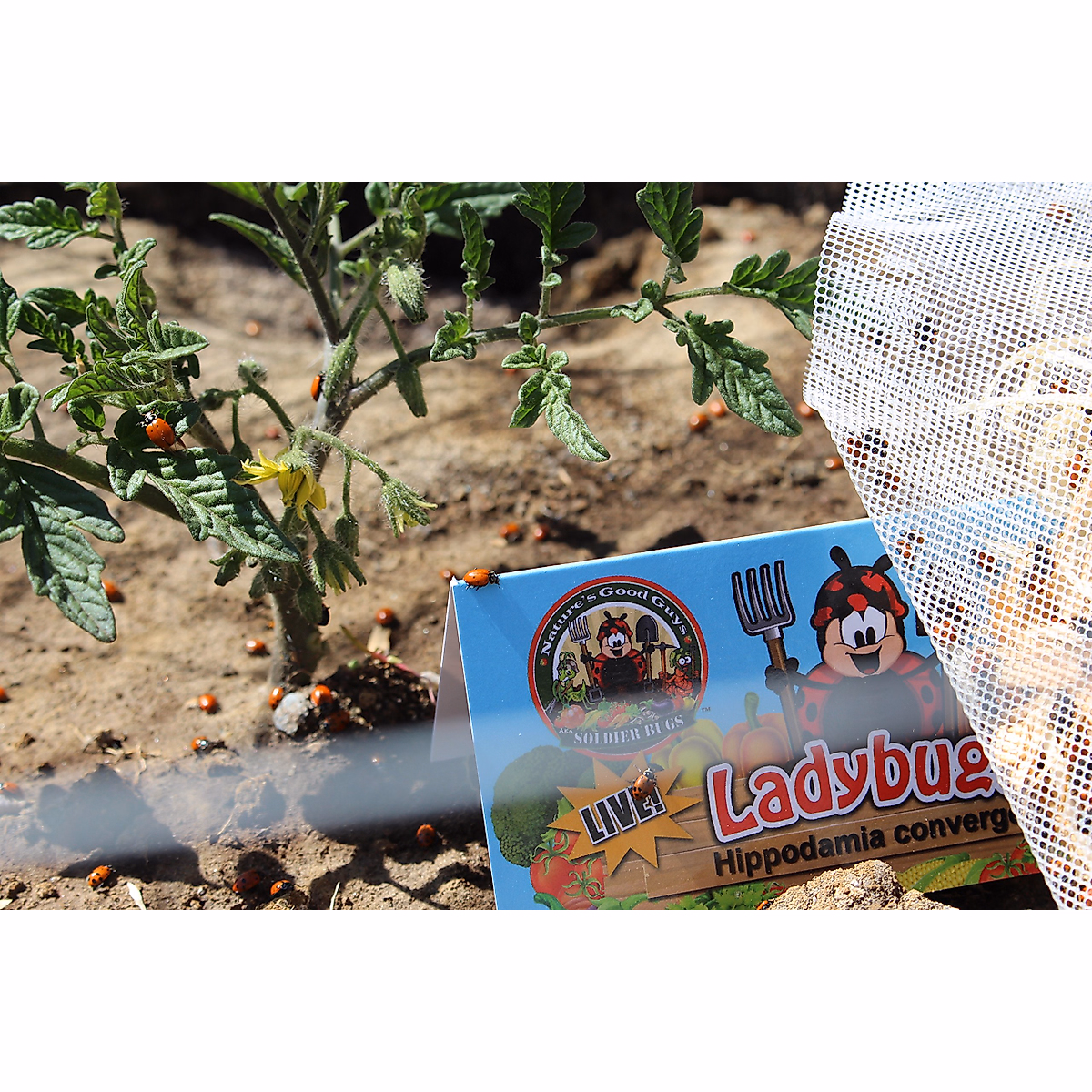 300 Live Ladybugs - Good Bugs - Ladybugs - Guaranteed Live Delivery!