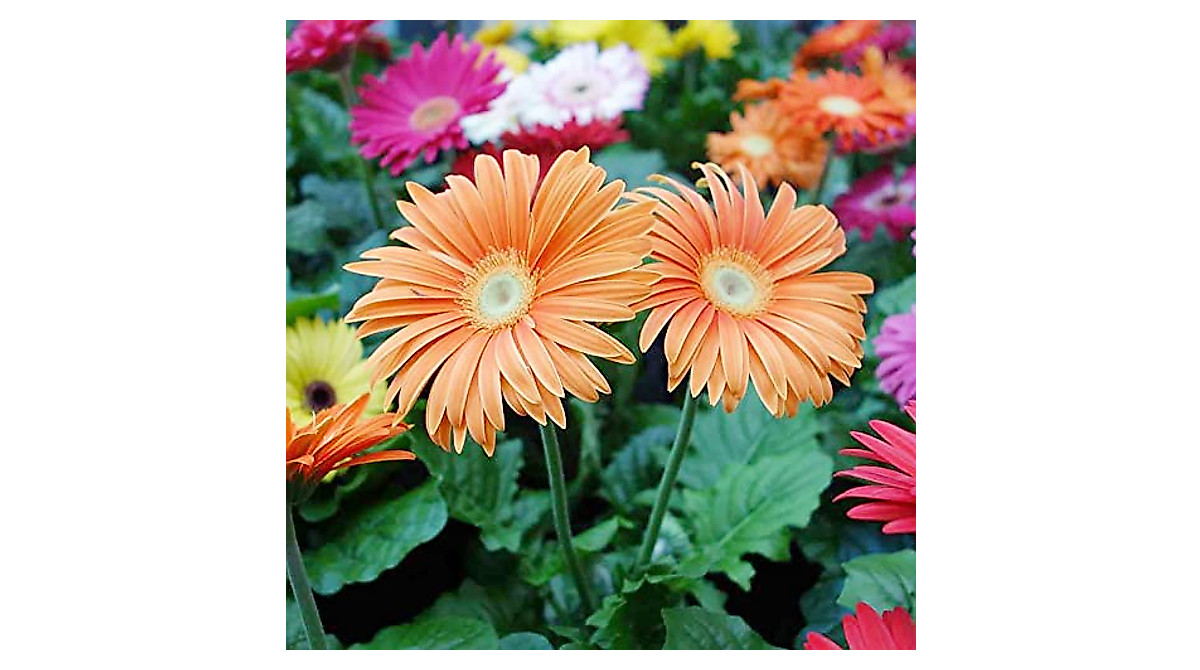 Colorful Gerbera Daisy Seeds for Easy Garden Blooms