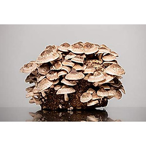 MushroomMediaOnline Fast Fruiting aka Masters Mix (50% Oak/50% Soy Hull Pellets) 40 Pounds