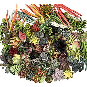 10 Assorted Live Succulent Cuttings, No 2 Succulents Alike, Great for Terrariums, Mini Gardens, and as Starter Plants by The Succulent Cult