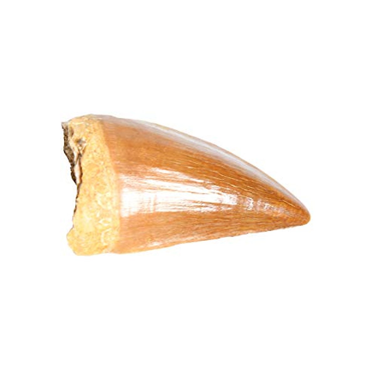 Real Mosasaurus Tooth Fossil - Authentic Dinosaur Tooth Specimen - Dey Designs Certificate of Authenticity