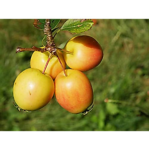 Crabapple Tree Live Plant 1.5 to 2.5 Ft Height, Crab Apple Fruits Crabapple Plant, White Flowers, No Ship to CA