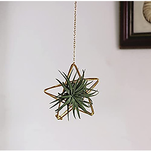 Newwe 5 Stars Kit Hanging Air Plant Holder Wall Gold Airplant Rack with Chains Home Wall Decor Boho Room Decoration Christmas Ornaments