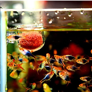 Aquarium Red Worm Fish Feeder Transparent Suction Cup Fish Tank Feeding Cup Food Container for Feeding Shrimp Fish(Acrylic Crack Cup)