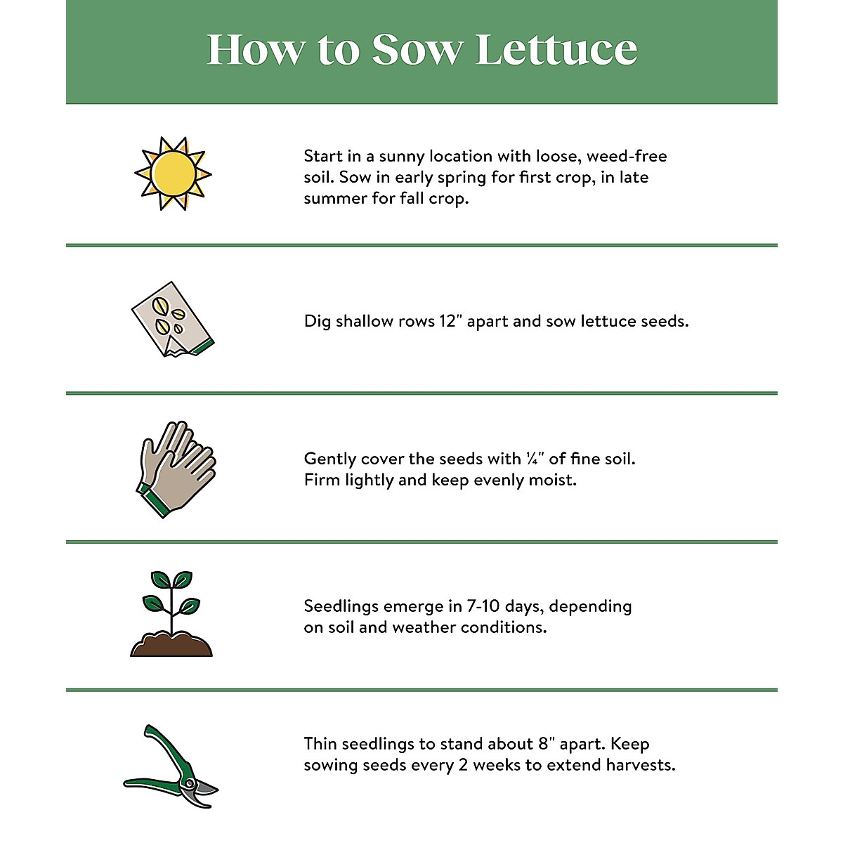 Burpee Looseleaf Blend Lettuce Seeds 1500 seeds