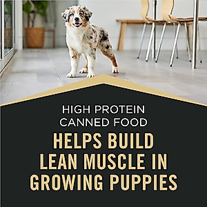 Purina Pro Plan Sport High Protein Puppy Food Beef & Rice Wet Formula - (Pack of 12) 13 oz. Cans