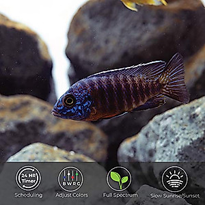 CURRENT USA Satellite Freshwater LED Plus Full Spectrum RGB+W Light for Aquariums 72'' with Wireless 24 Hour Remote Control