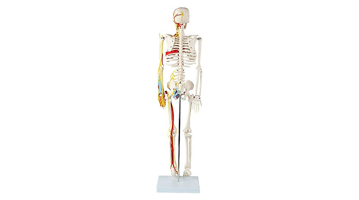 33" Human Skeleton Model - Perfect for Students & Doctors