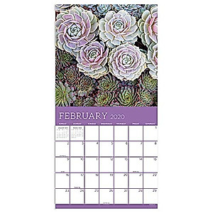 2020 Succulents Wall Calendar