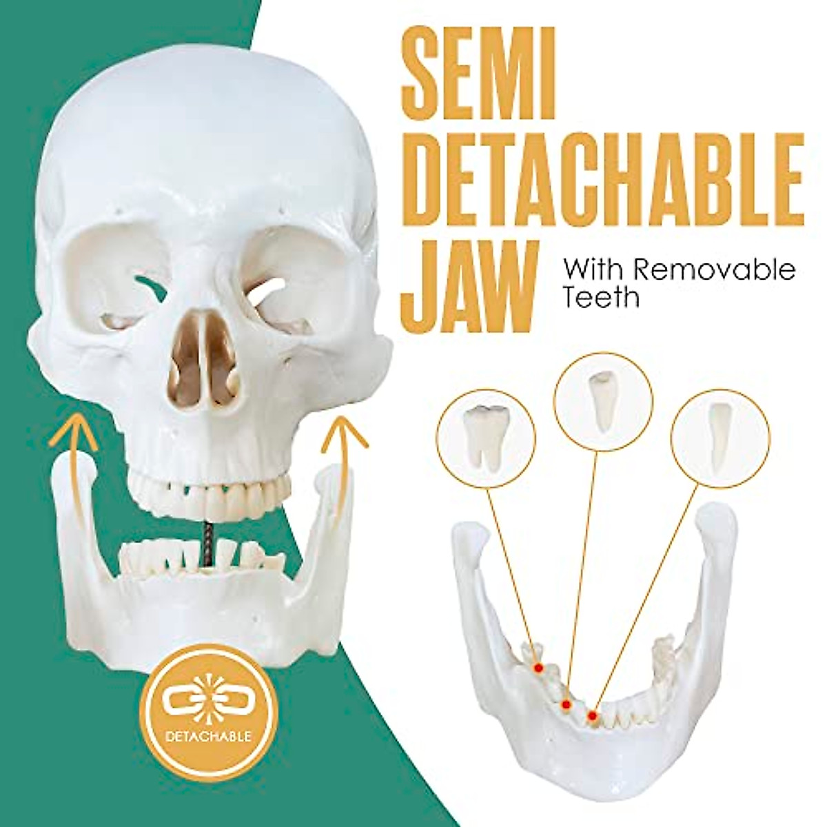 Skeleton Stand, Life Size Model, Standing Human Skeletons, 71x20x20 Inches, Lifesize Full Body Anatomy, Articulated Anatomical Skeletal System, Anatomically Correct Medical Physiology | Houseables