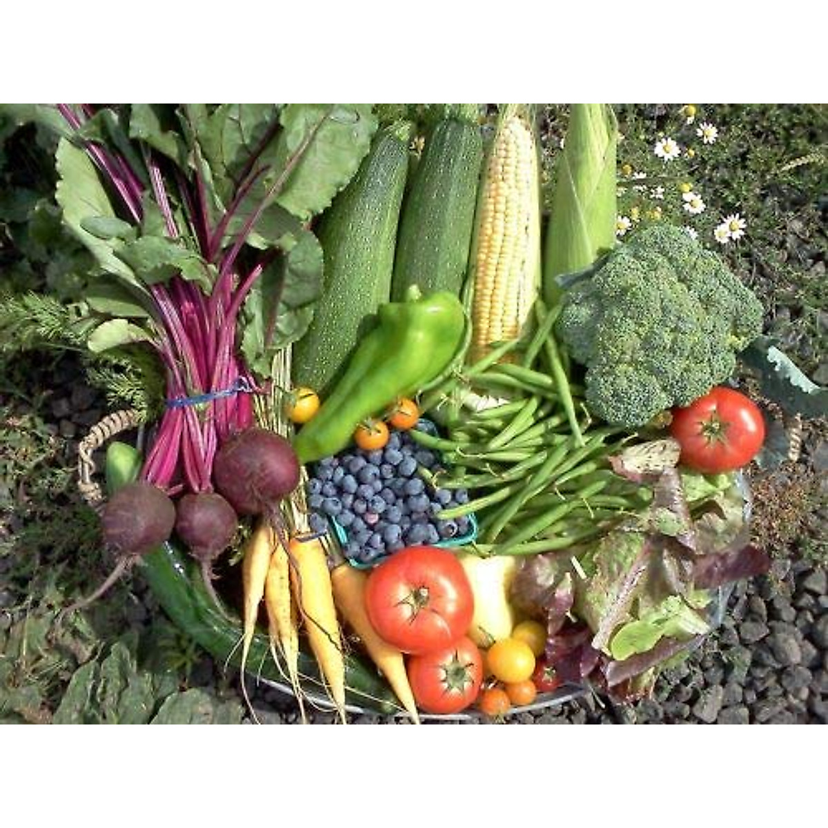 Premium Winter Vegetable Seeds for Planting Organic Non-GMO Heirloom Seeds 12 Varieties: Radish, Pea, Broccoli, Beet, Carrot, Cauliflower, Green Bean, Kale, Arugula, Cabbage, Asparagus, Brussel Sprout