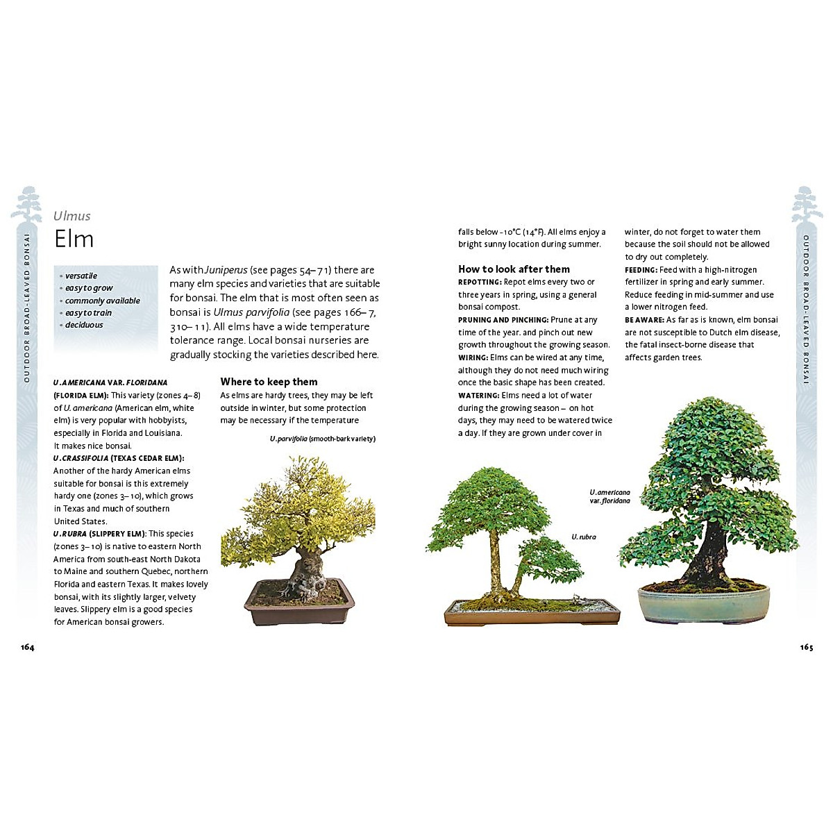 The Bonsai Beginner's Bible